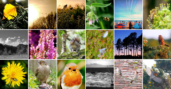 beautiful images from David Gosnell :: gozshots